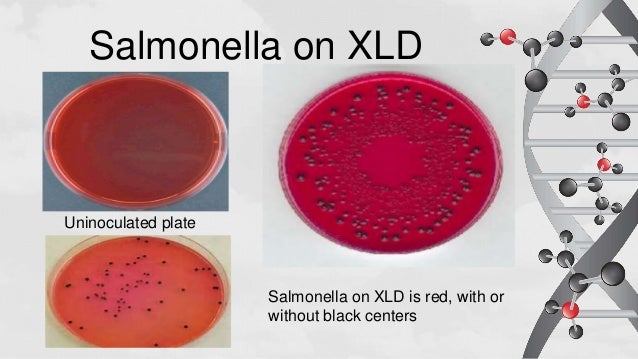 Xld Agar Uninoculated Enterobacteriaceae | Veterian Key