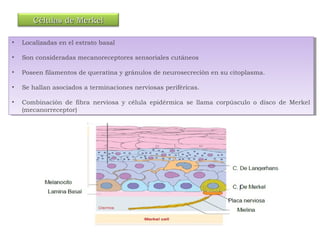 piel y anexos - histología | PPT
