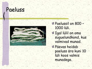 Ussmitmekesisus | PPT