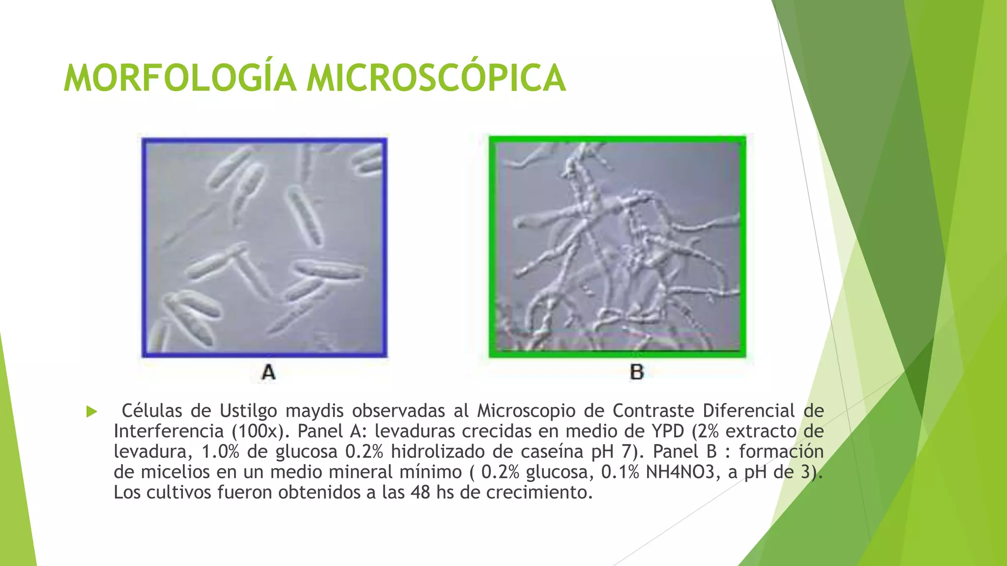 Ustilago maydis | PPT