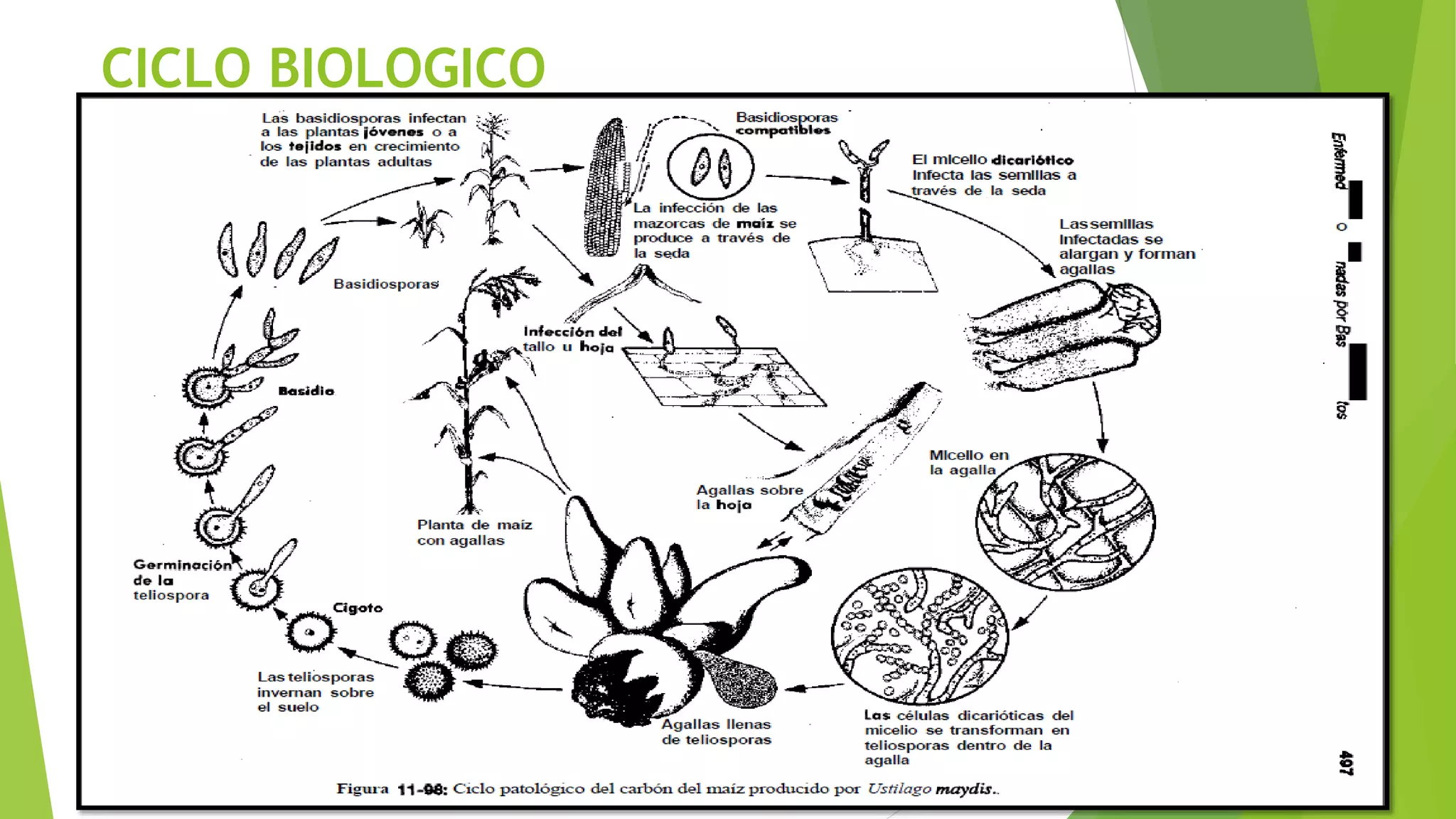 Ustilago maydis | PPT