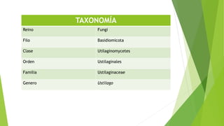 Ustilago maydis | PPTX