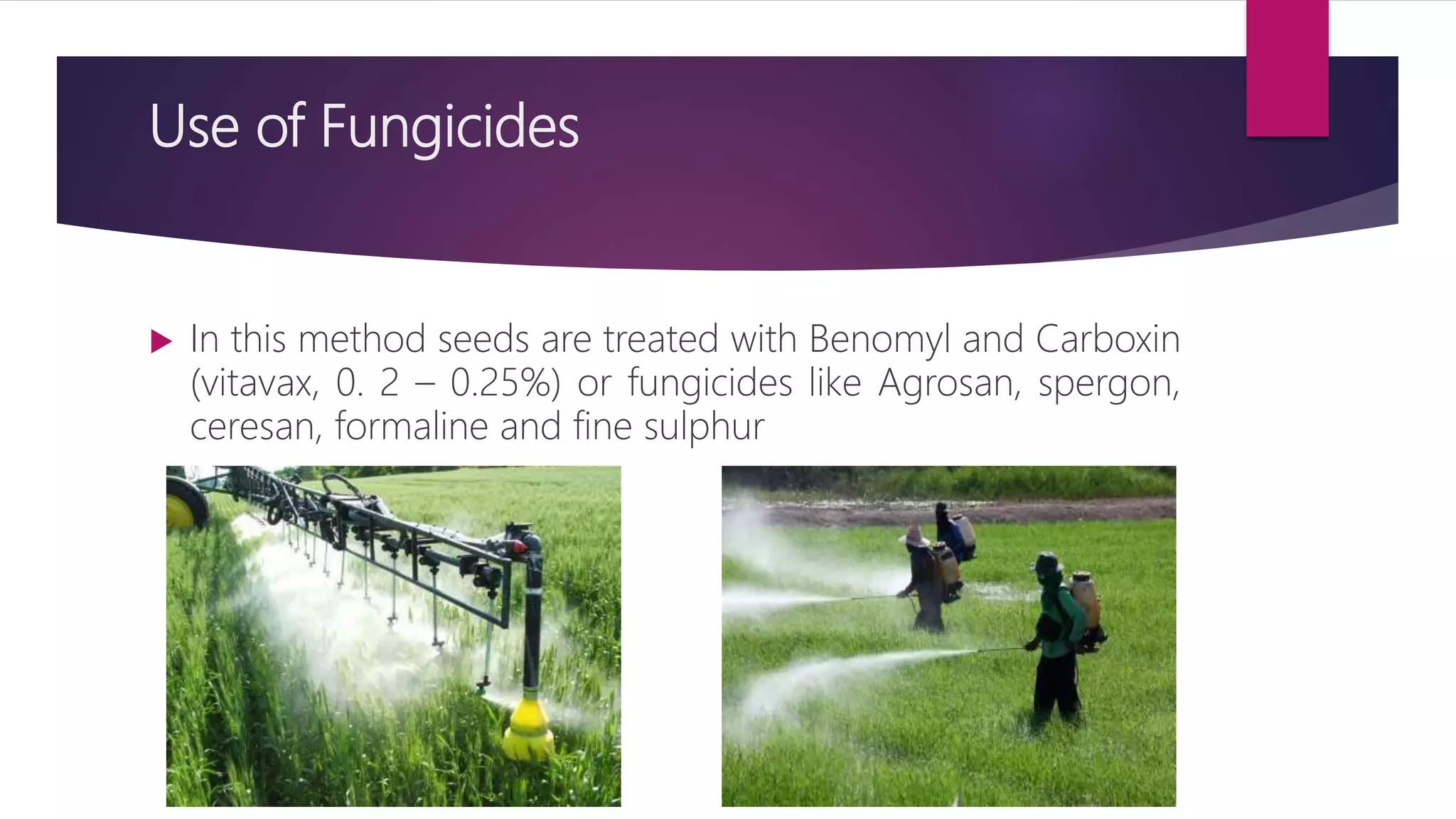 Ustilago tritici by sohail mycology | PPTX