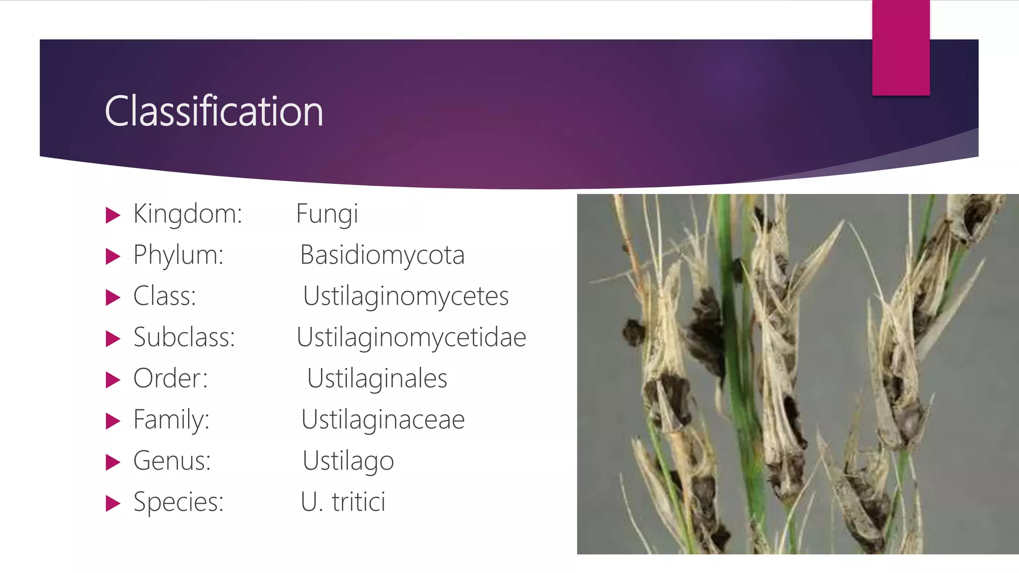 Ustilago tritici by sohail mycology | PPTX | Gardening | Home & Garden