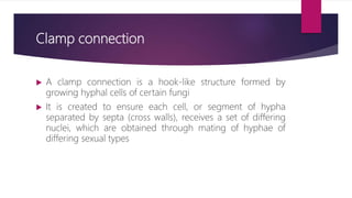 Ustilago tritici by sohail mycology | PPTX