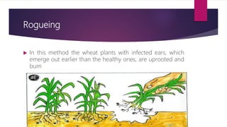 Ustilago tritici by sohail mycology | PPTX