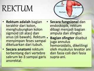 Usus besar vic | PPT