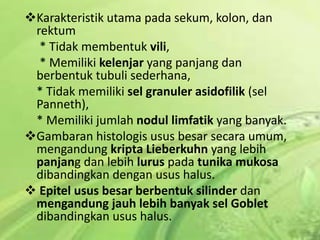 Usus besar vic | PPT