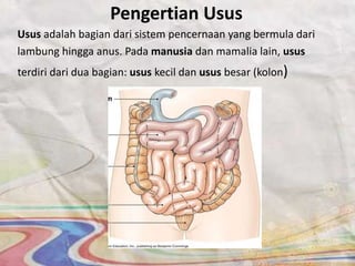 Usus (biolog i) | PPT