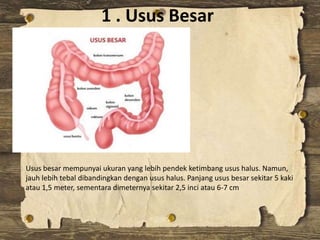 Usus (biolog i) | PPT