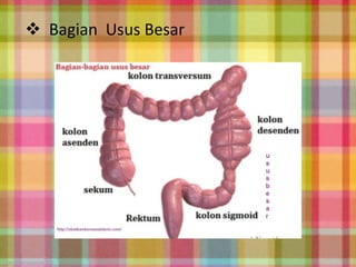 Usus (biolog i) | PPT