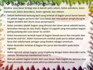 Usus (biolog i) | PPTX