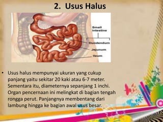 Usus (biolog i) | PPT