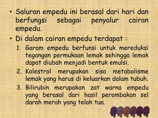Usus halus | PPTX