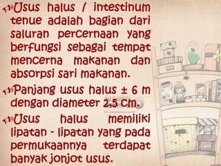 Usus halus | PPTX