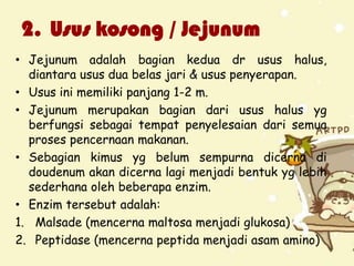 Usus halus | PPTX