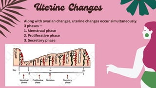 uterine changes during menstrual cycle.pdf