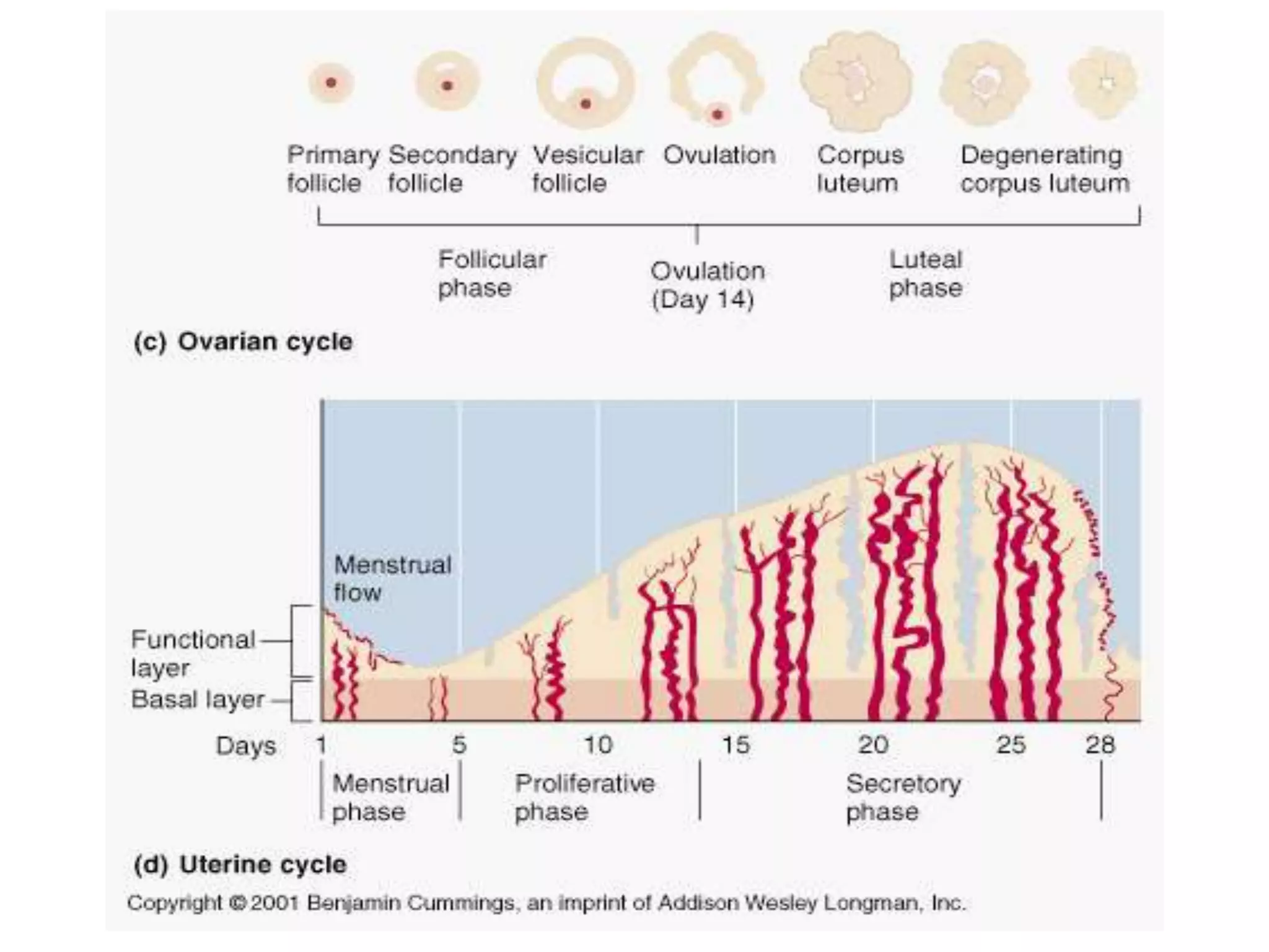 uterine cycle.pptx