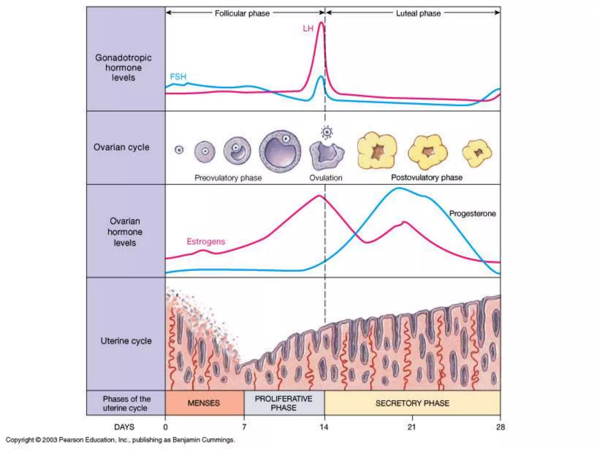 uterine cycle.pptx