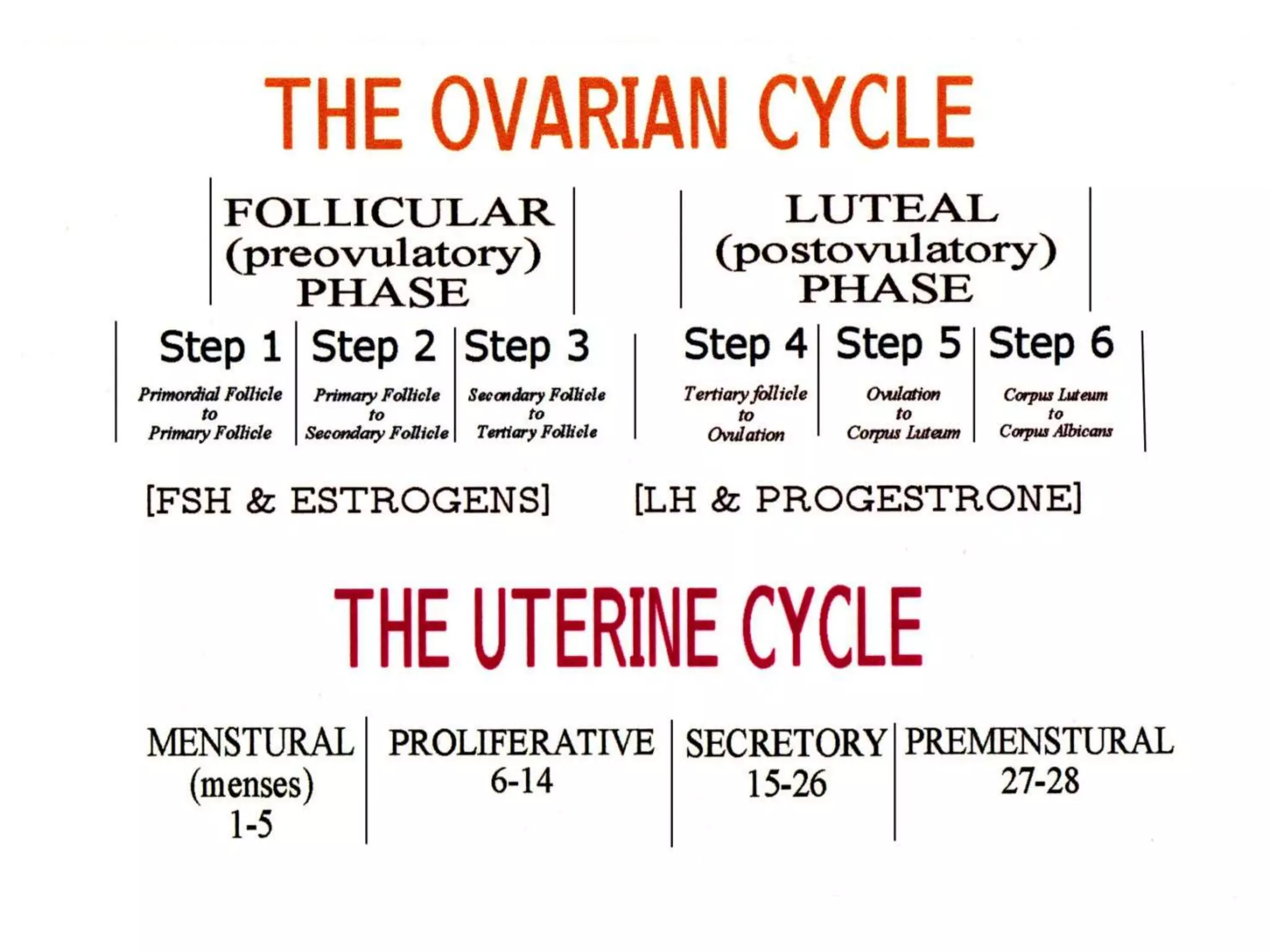 uterine cycle.pptx