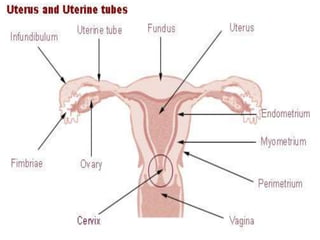 uterine cycle.pptx