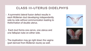 Uterine devlopment | PPT