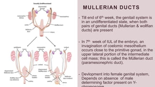 Uterine devlopment | PPT