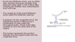 Uterine devlopment | PPT