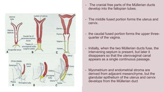 Uterine devlopment | PPTX