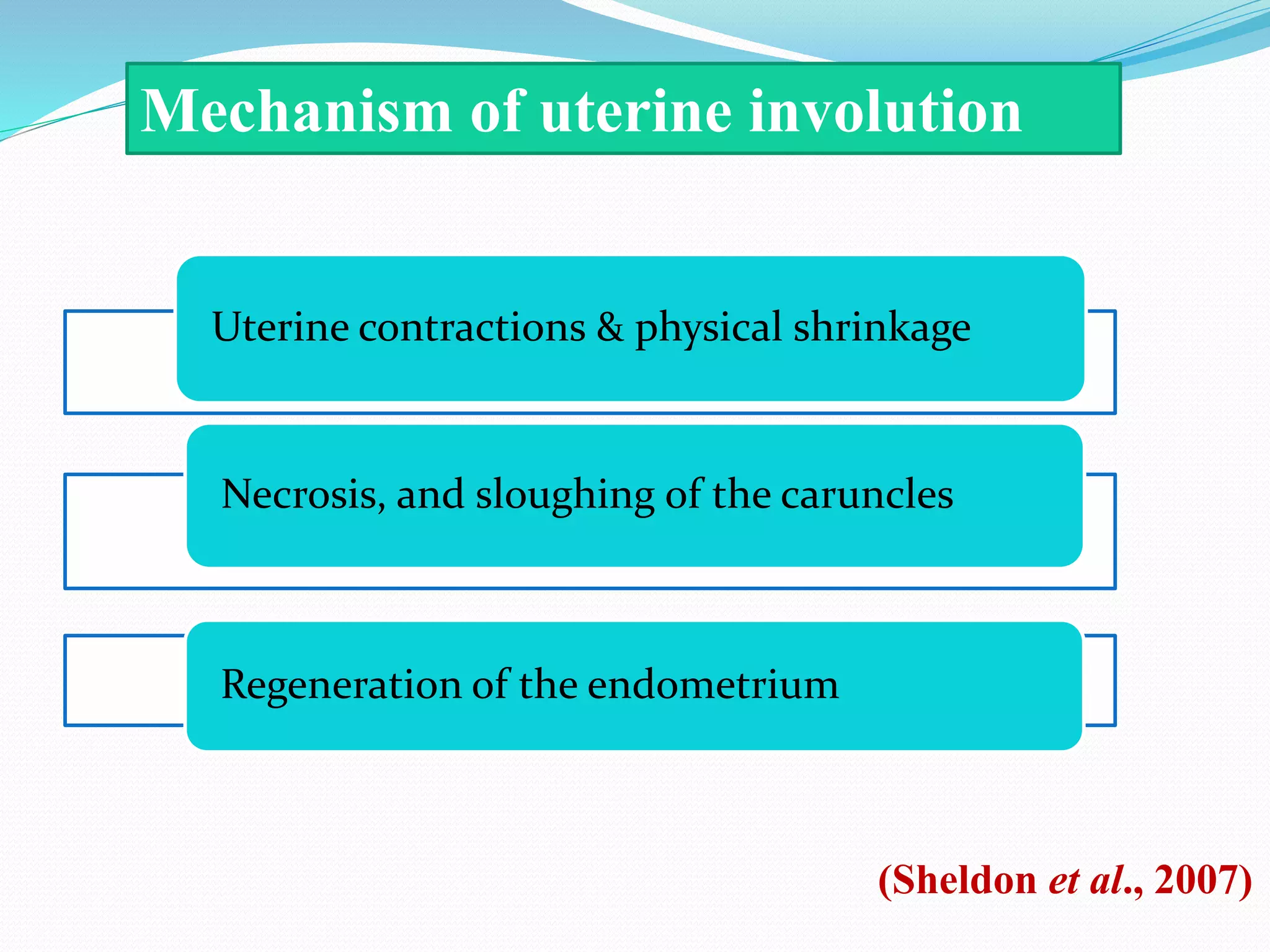 pathophysiology of uterine involution and its therapeutic management | PPTX