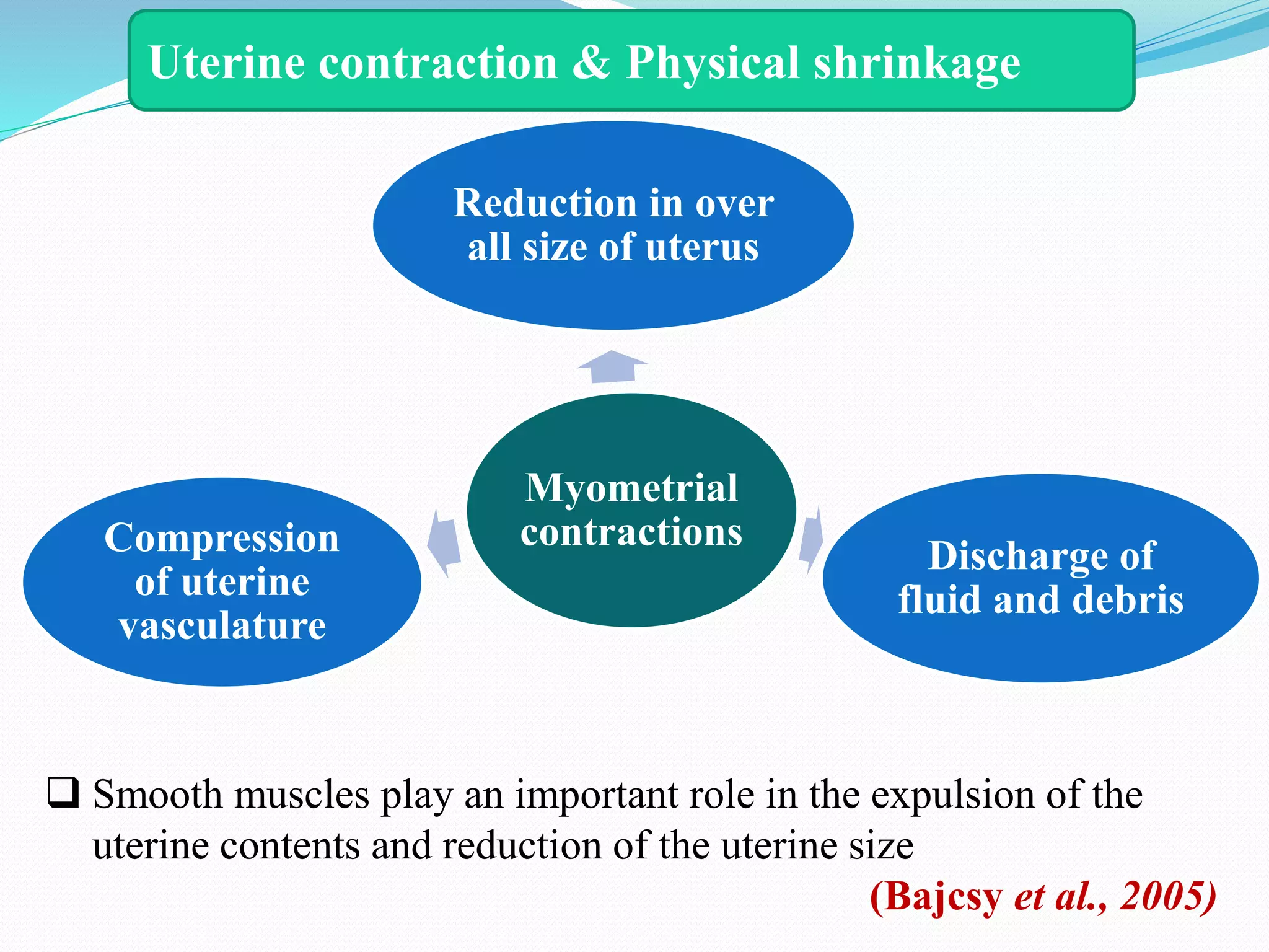 pathophysiology of uterine involution and its therapeutic management | PPTX