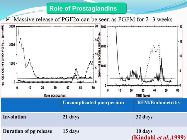 pathophysiology of uterine involution and its therapeutic management ...