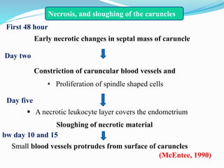pathophysiology of uterine involution and its therapeutic management | PPTX
