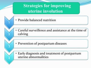 pathophysiology of uterine involution and its therapeutic management | PPTX