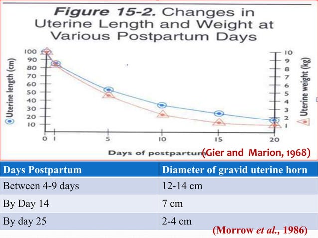 pathophysiology of uterine involution and its therapeutic management ...