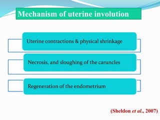 pathophysiology of uterine involution and its therapeutic management | PPTX