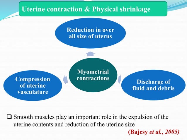 pathophysiology of uterine involution and its therapeutic management ...