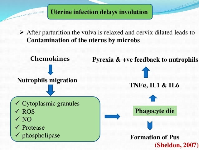 pathophysiology of uterine involution and its therapeutic management
