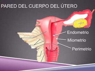 Utero | PPTX