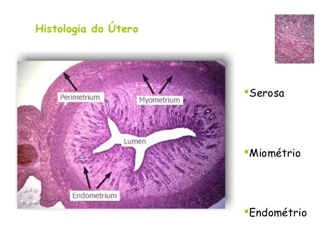 Celulas Histologicas Do Utero Uterus Histology Myometrium