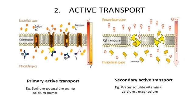 Uteroplacental Circulation and Transfer of drugs.pptx