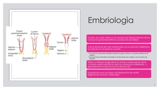 ANATOMIA DE UTERO Y ANEXOS REPASO Y EXPO | PPTX
