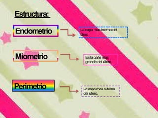 Utero y ligamento ancho expo | PDF