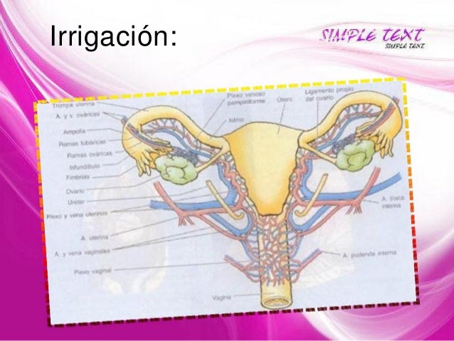 Utero y ligamento ancho expo
