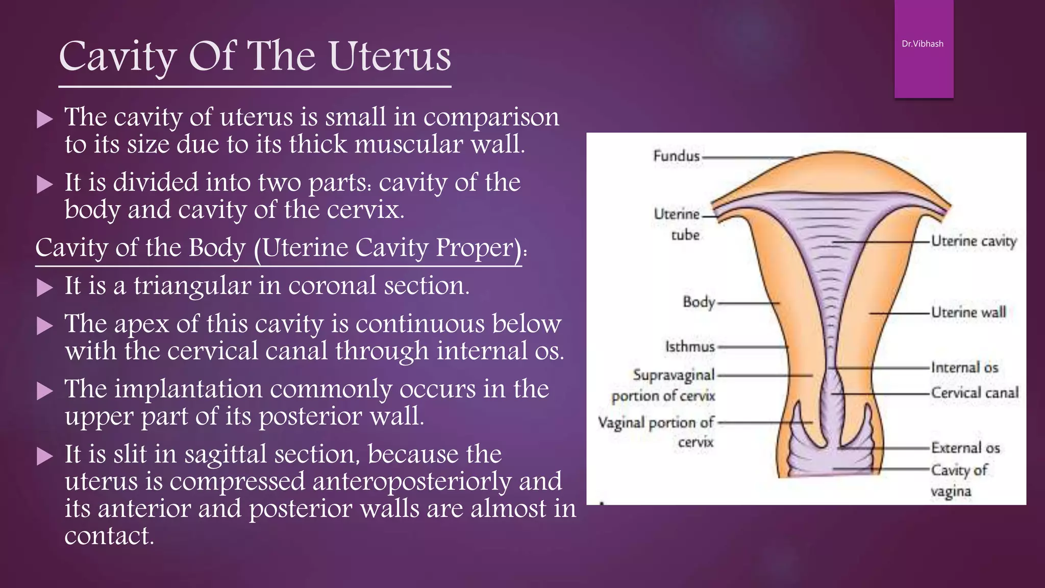 Gross Anatomy of Uterus | PPTX