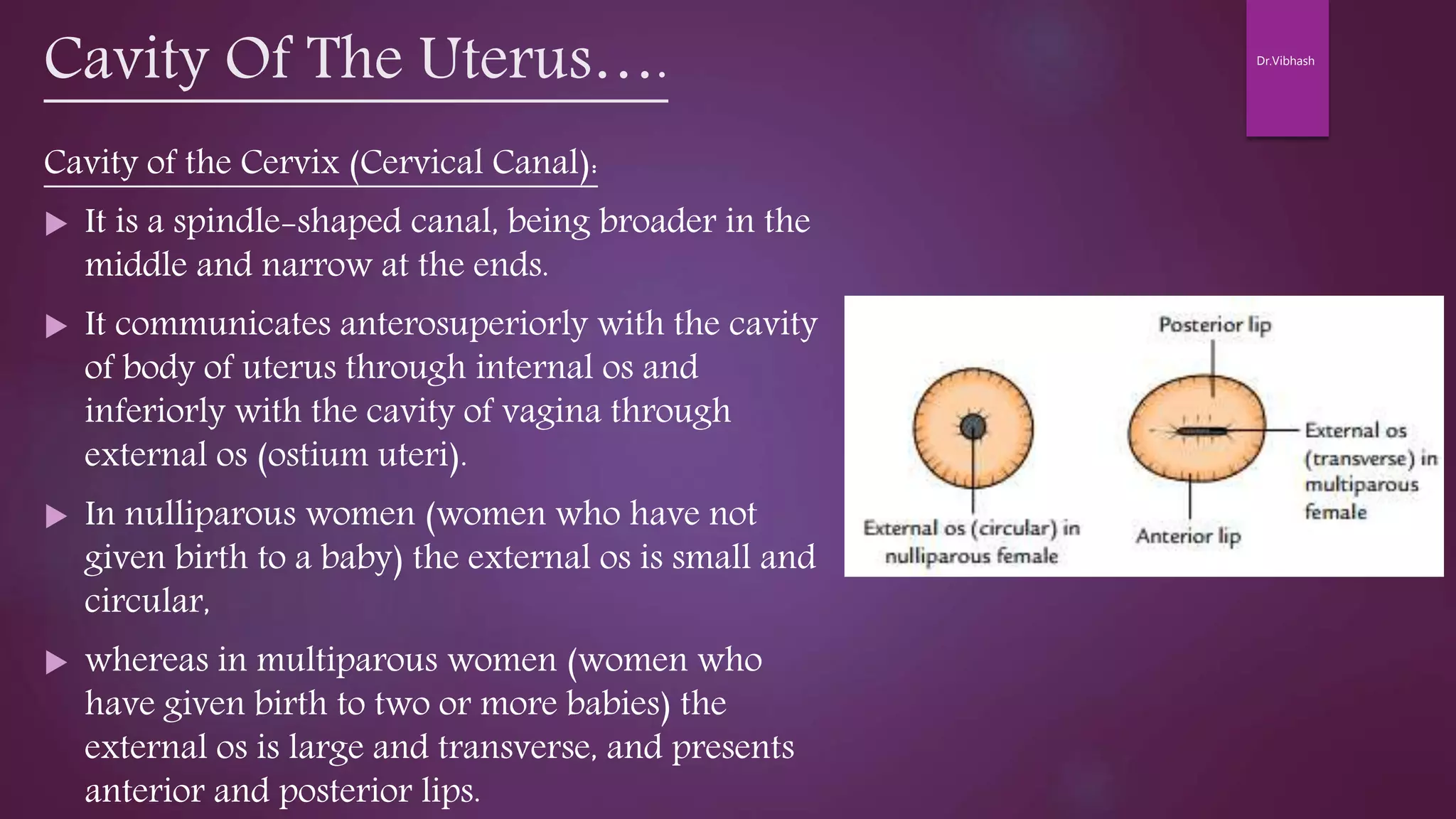 Gross Anatomy of Uterus | PPTX