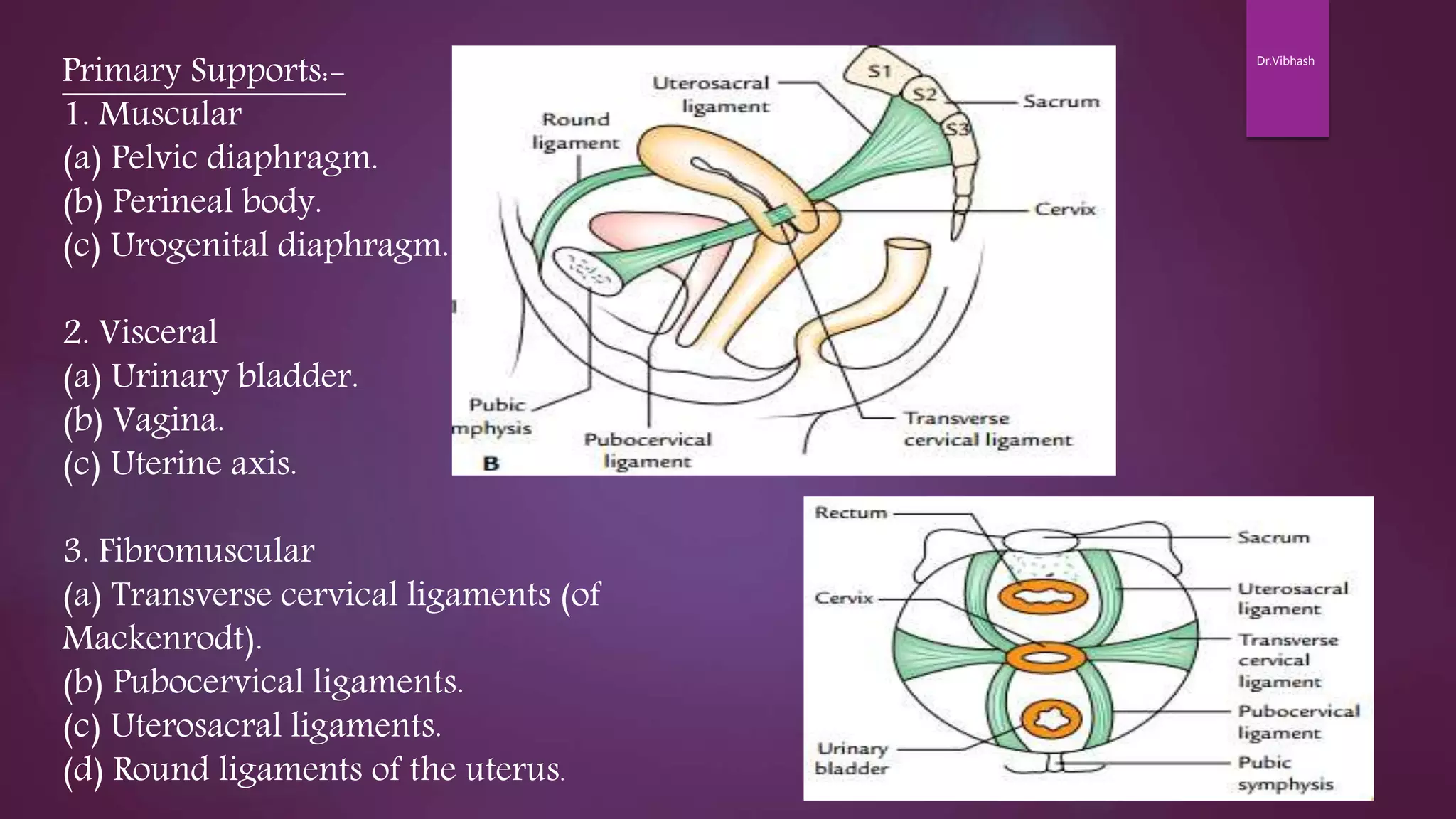 Gross Anatomy of Uterus | PPTX