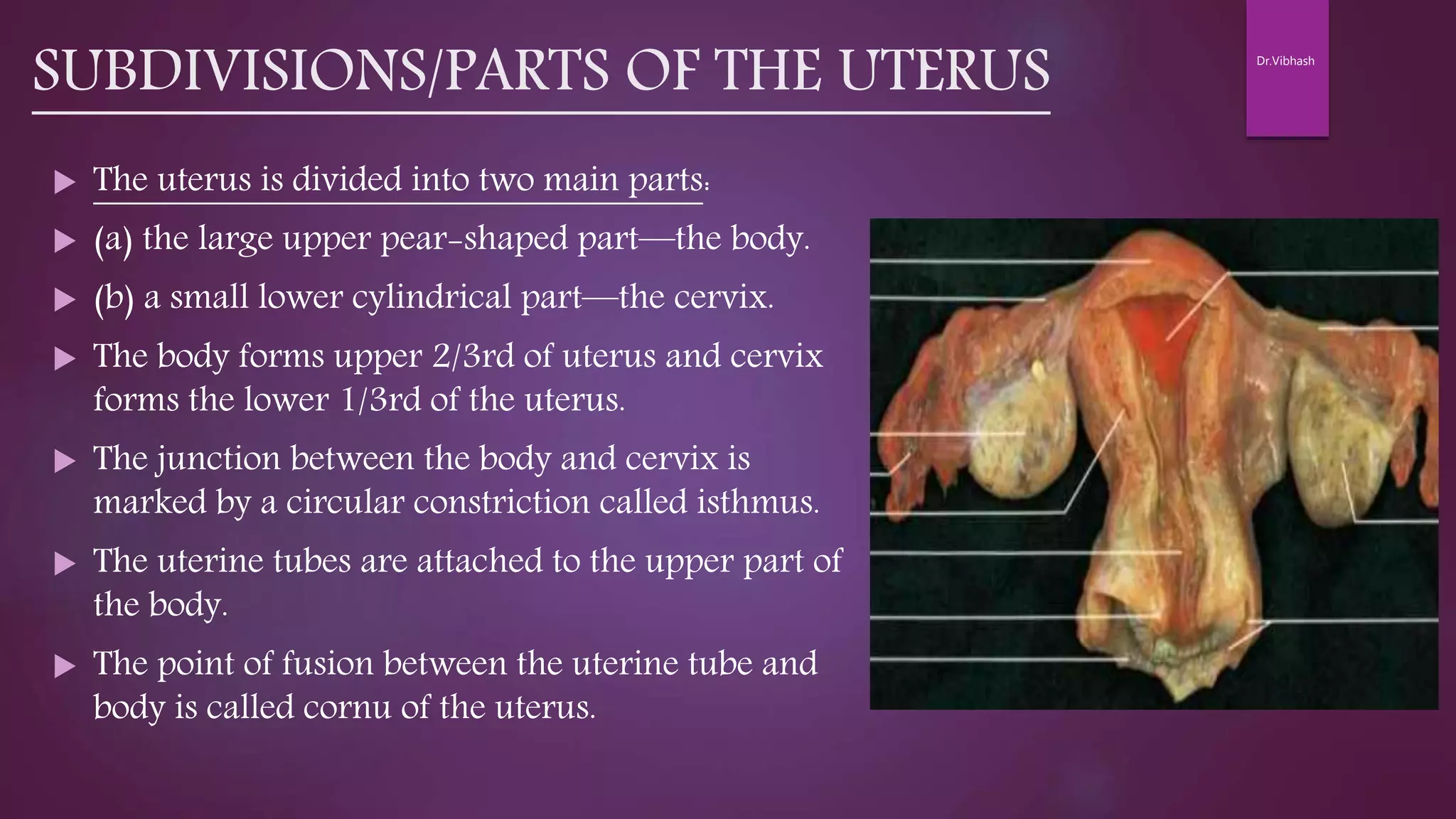 Gross Anatomy of Uterus | PPTX