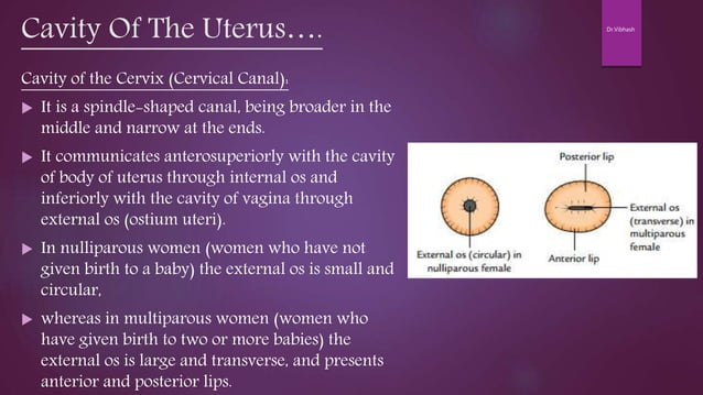Gross Anatomy of Uterus | PPTX
