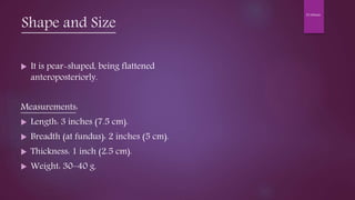 Gross Anatomy of Uterus | PPTX